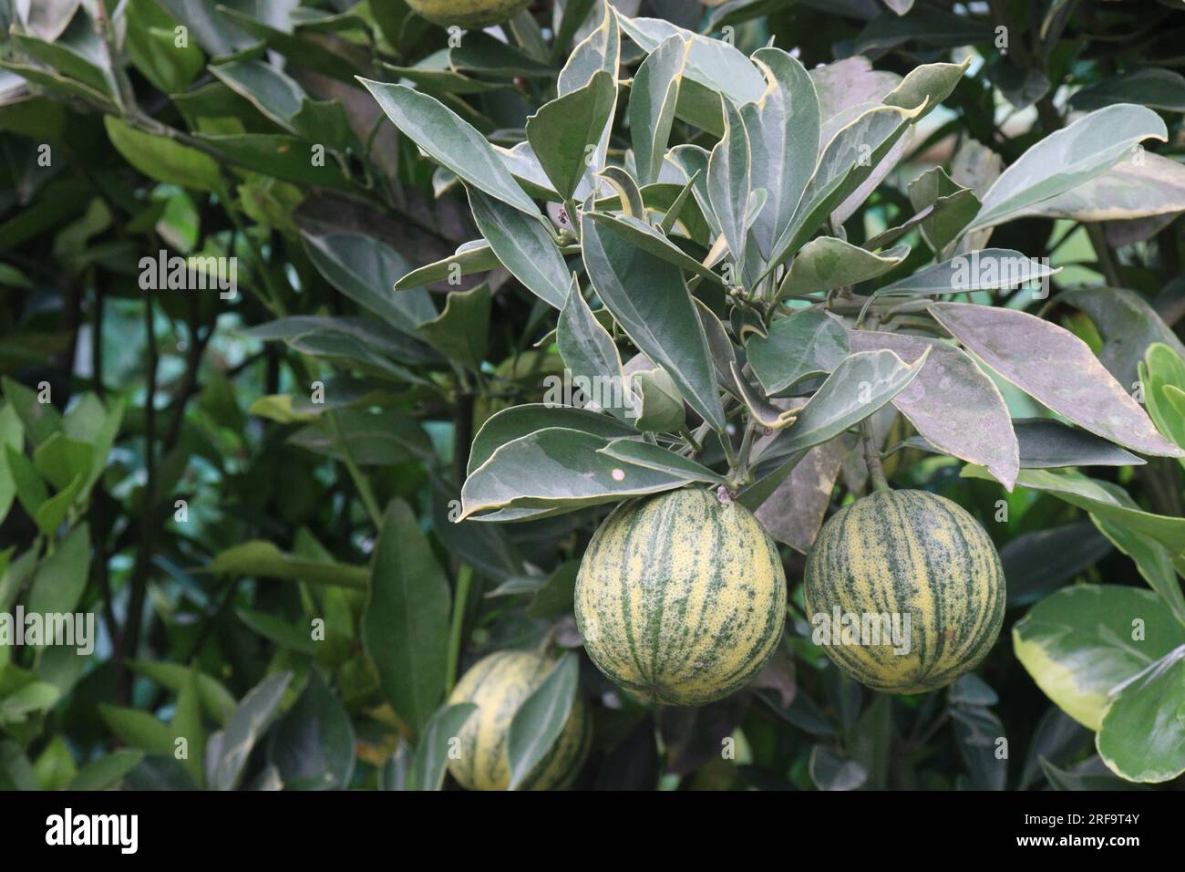 Variegated pink lemon fruit on tree in farm for harvest are cash crops ...