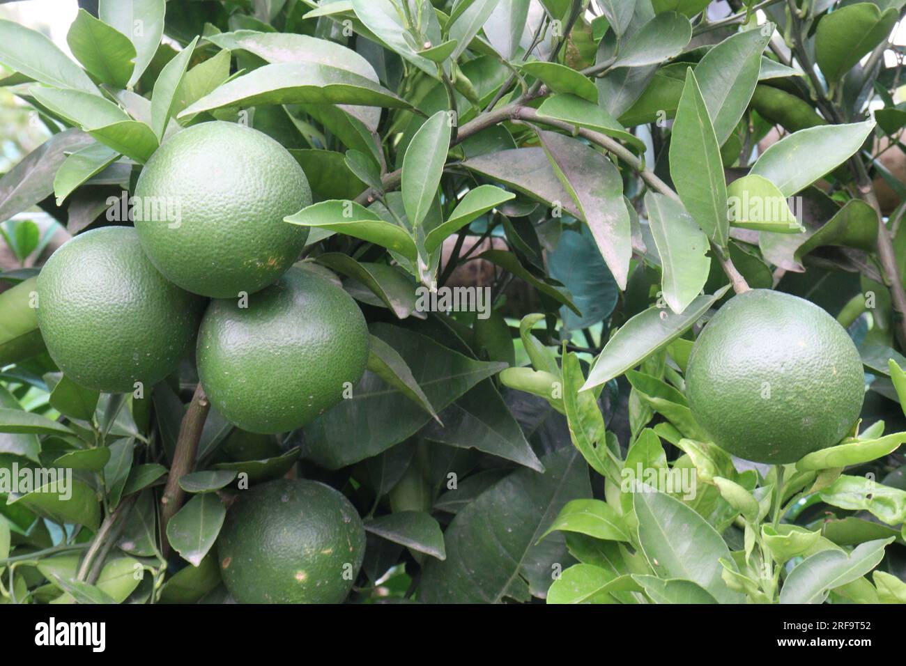 tasty and healthy citrus on tree in farm for harvest are cash crops ...
