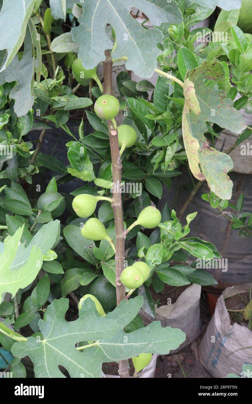 Fig fruit on tree in farm for harvest are cash crops Stock Photo - Alamy