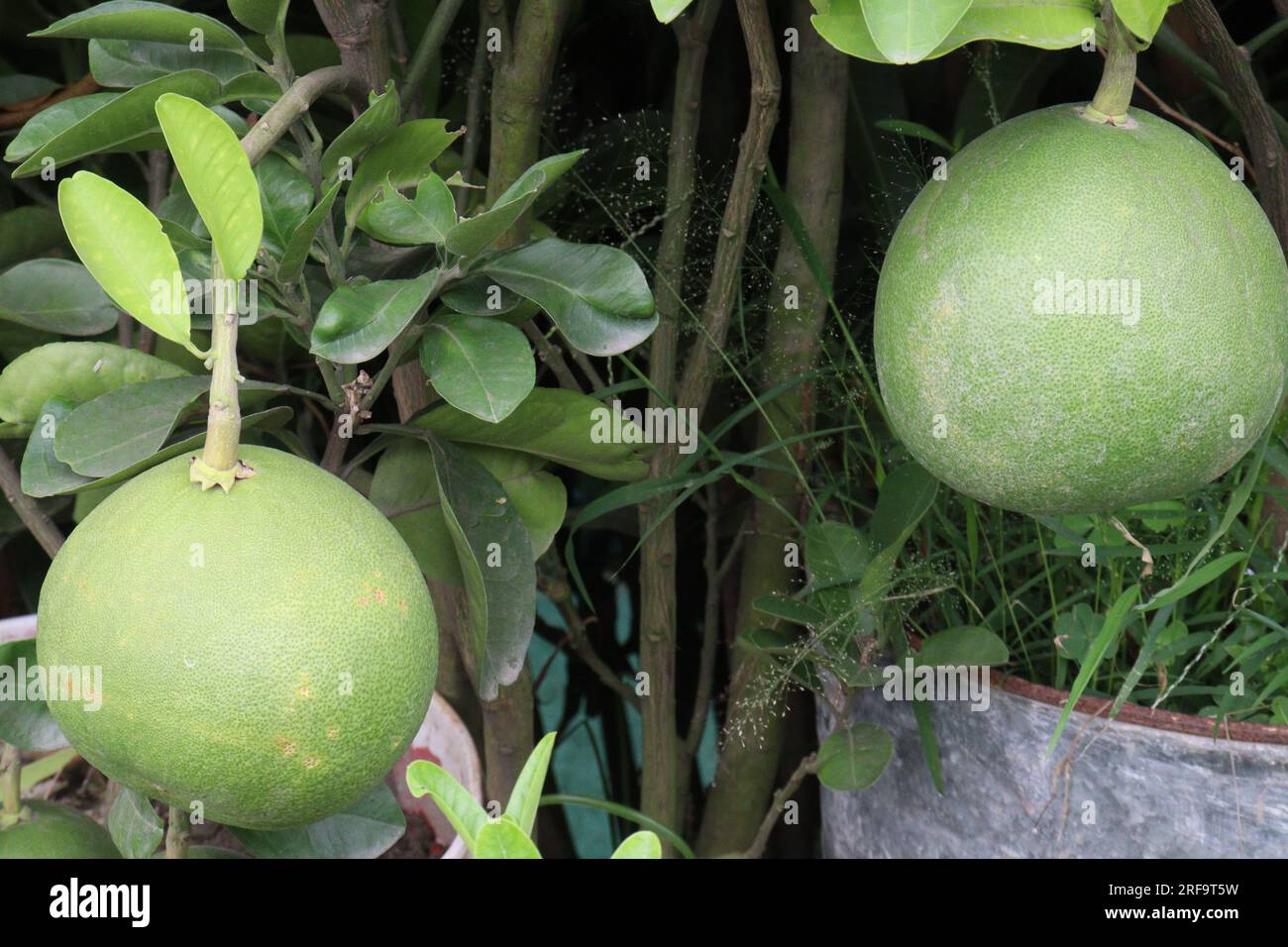 Pomelo Farm Australia at Lynda Tawney blog