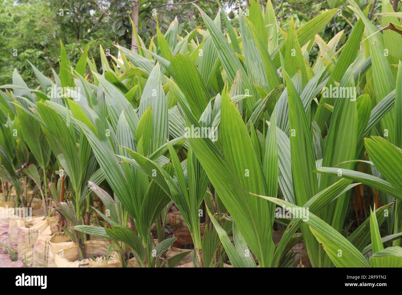 coconut tree on farm for harvest are cash crops Stock Photo - Alamy