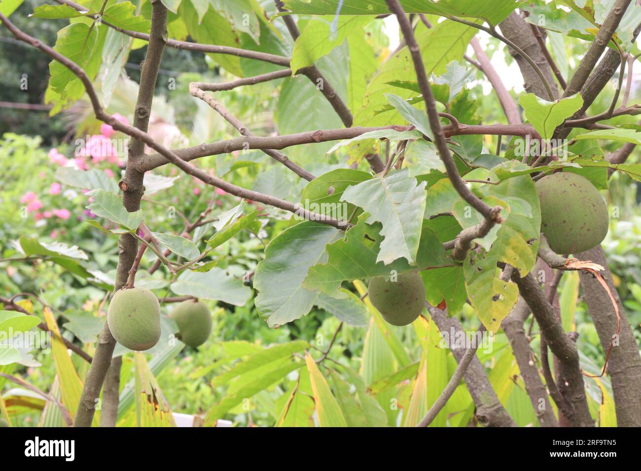 Santol fruit on tree in farm for harvest are cash crops Stock Photo - Alamy