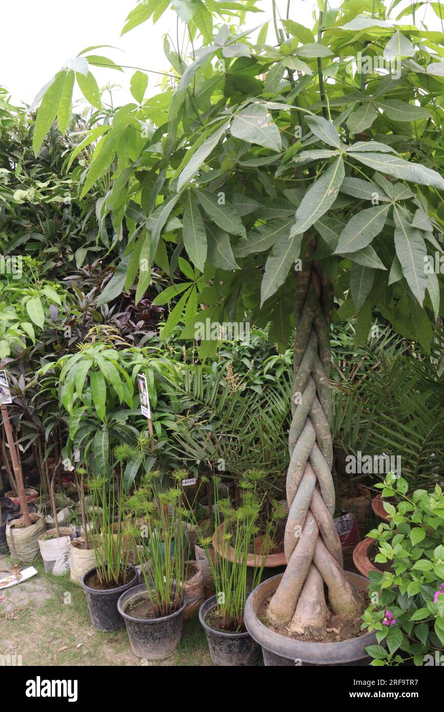 Money tree (pachira aquatica) hi-res stock photography and images - Alamy