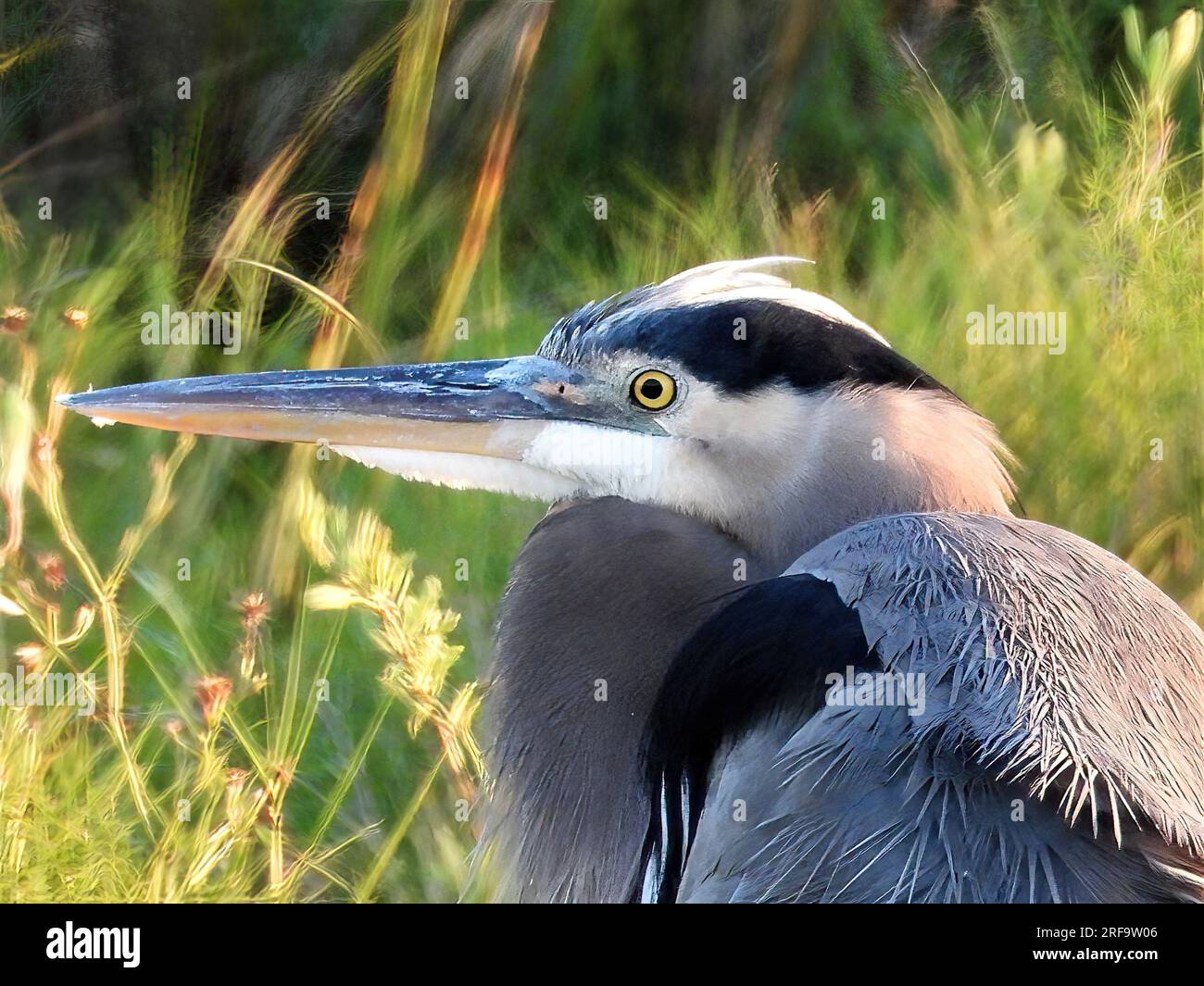 Great Blue Heron Stock Photo - Alamy