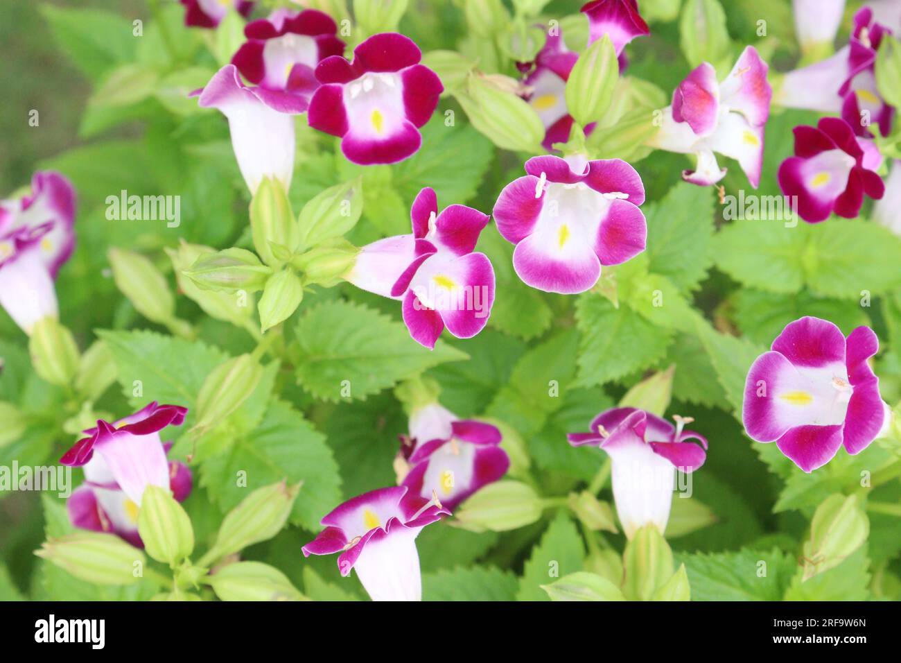 Wishbone flower hi-res stock photography and images - Alamy