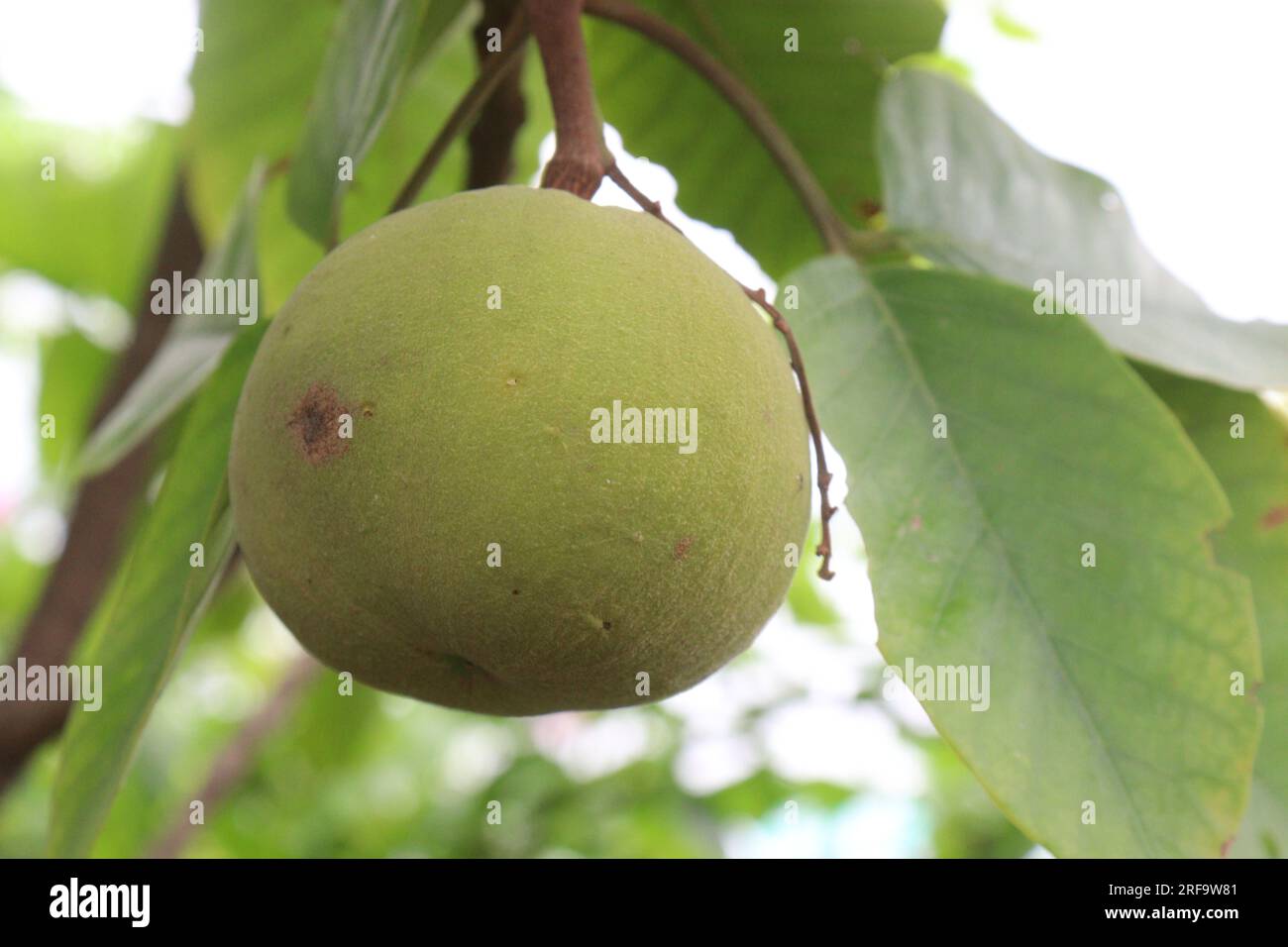 Santol fruit on tree in farm for harvest are cash crops Stock Photo - Alamy