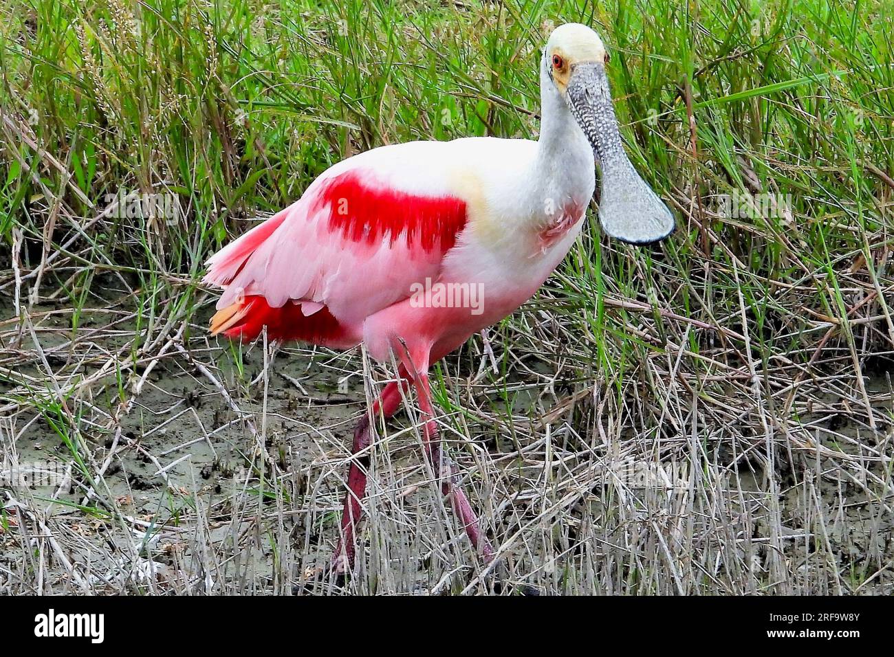Spoonbill fishing hi-res stock photography and images - Alamy