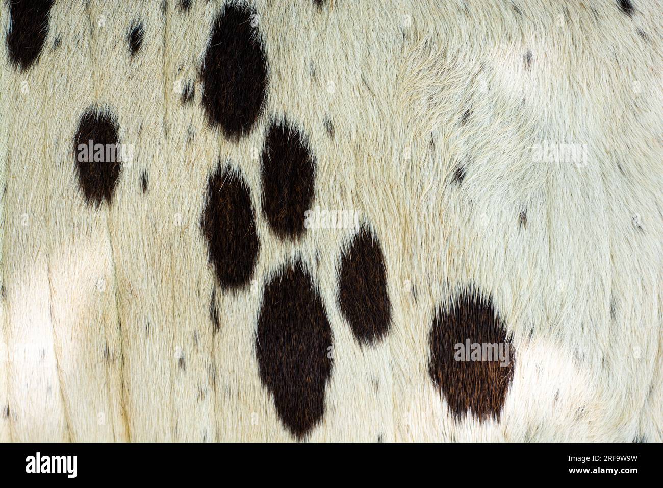 Cowhide pattern background Stock Photo - Alamy