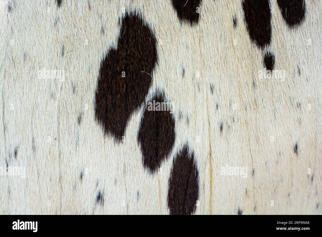 Spotted pattern hi-res stock photography and images - Alamy