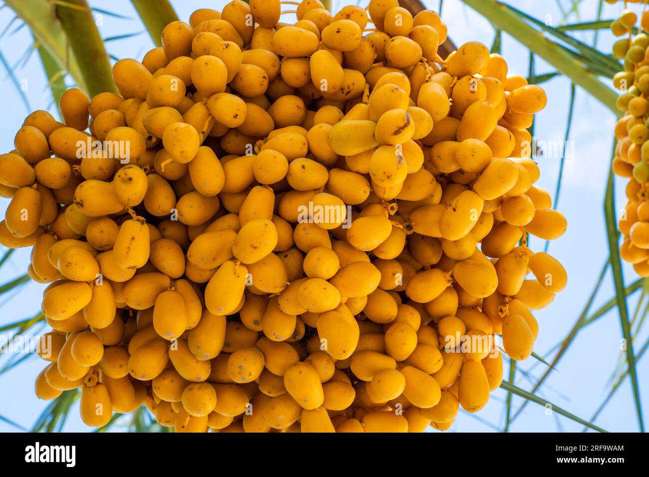 Date farm saudi hi-res stock photography and images - Alamy