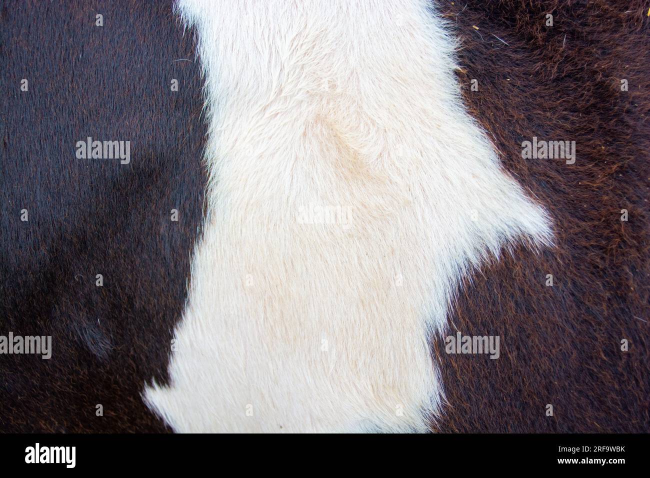 Cow print texture hi-res stock photography and images - Alamy