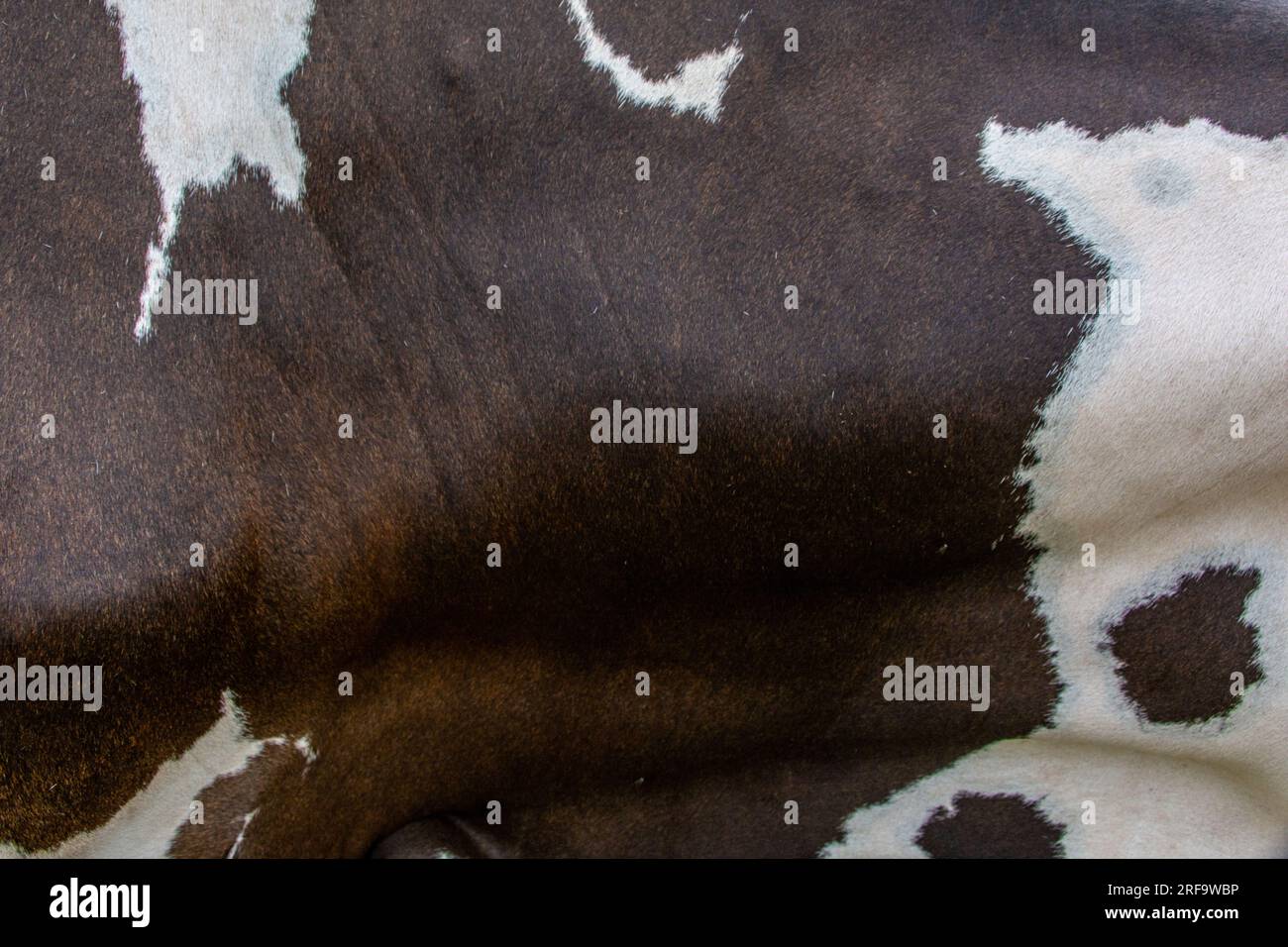 Calf leather texture hi-res stock photography and images - Alamy