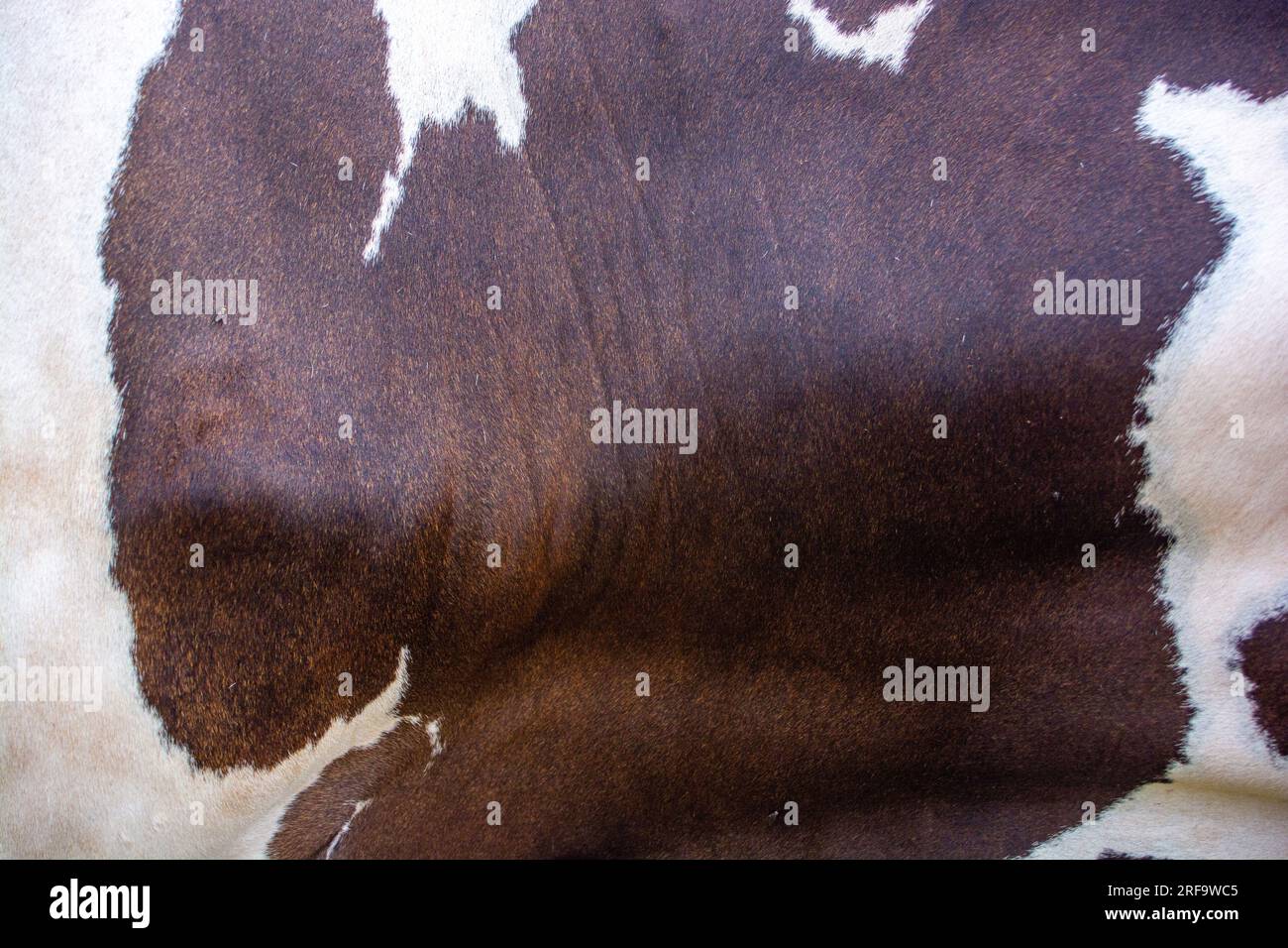 Close up of cowhide Stock Photo - Alamy