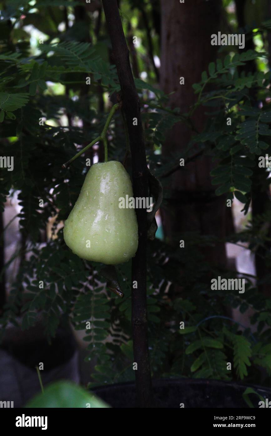 Watery rose apple on tree The is cultivated for its wood and edible ...