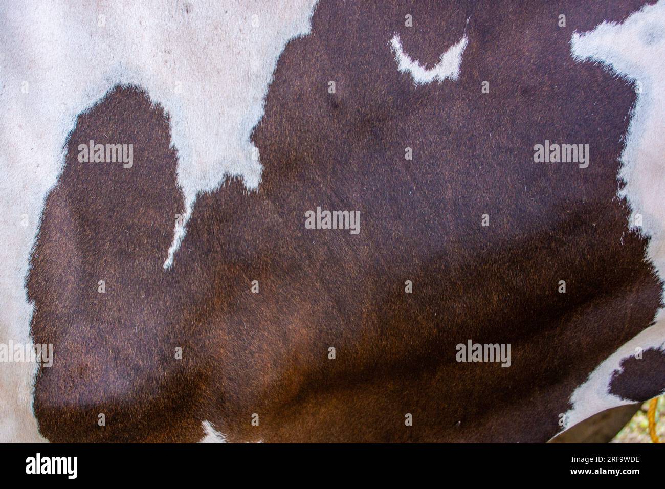 Cow hide texture background Stock Photo - Alamy