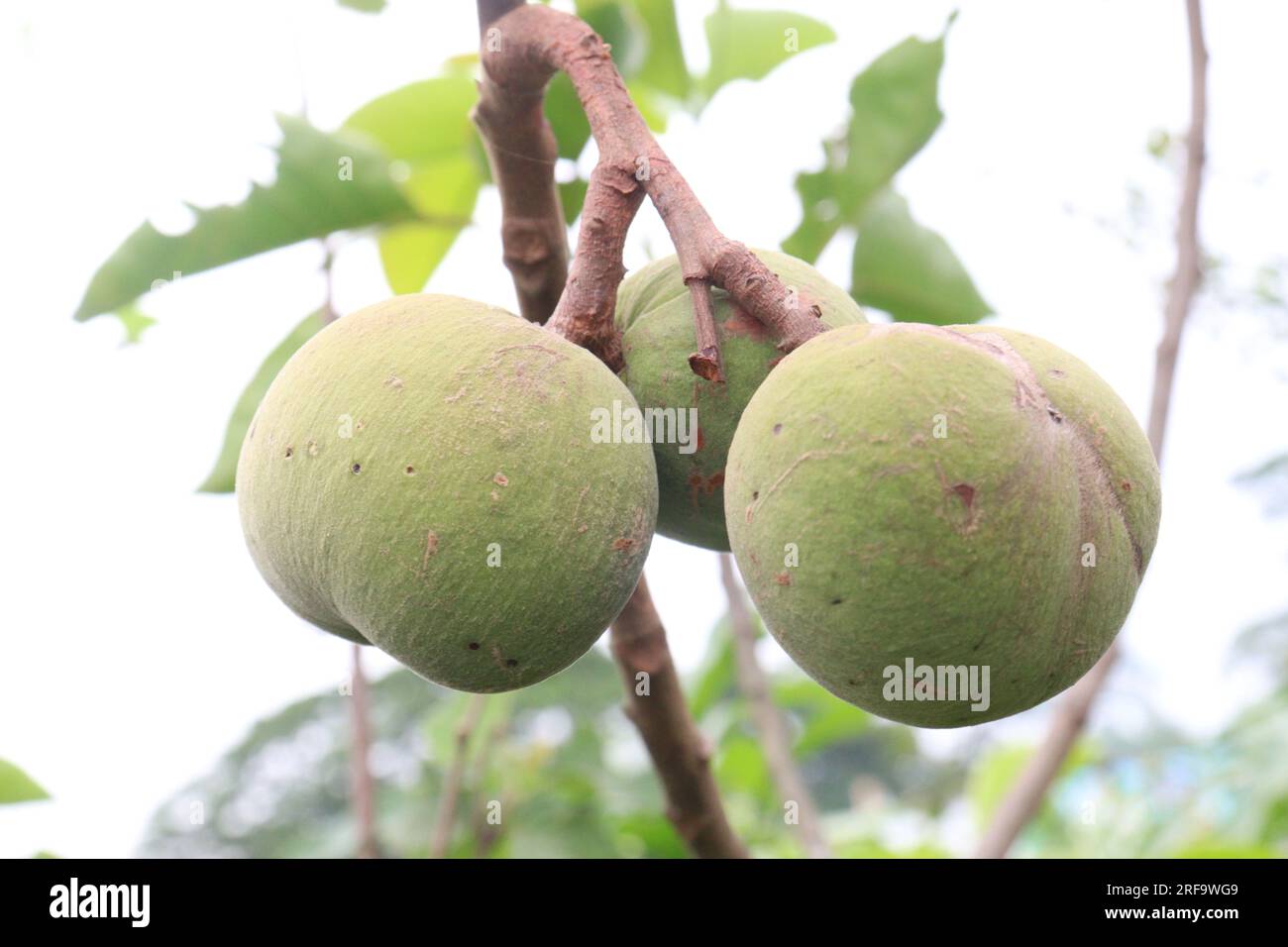 Santol fruit on tree in farm for harvest are cash crops Stock Photo - Alamy