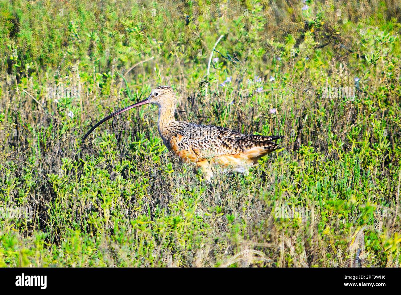 Curlew photography hi-res stock photography and images - Alamy