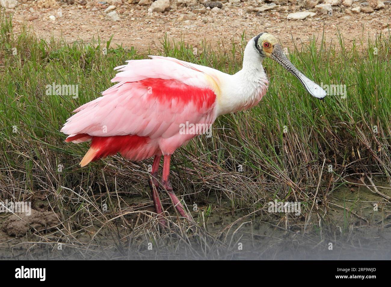 Spoonbill fishing hi-res stock photography and images - Alamy