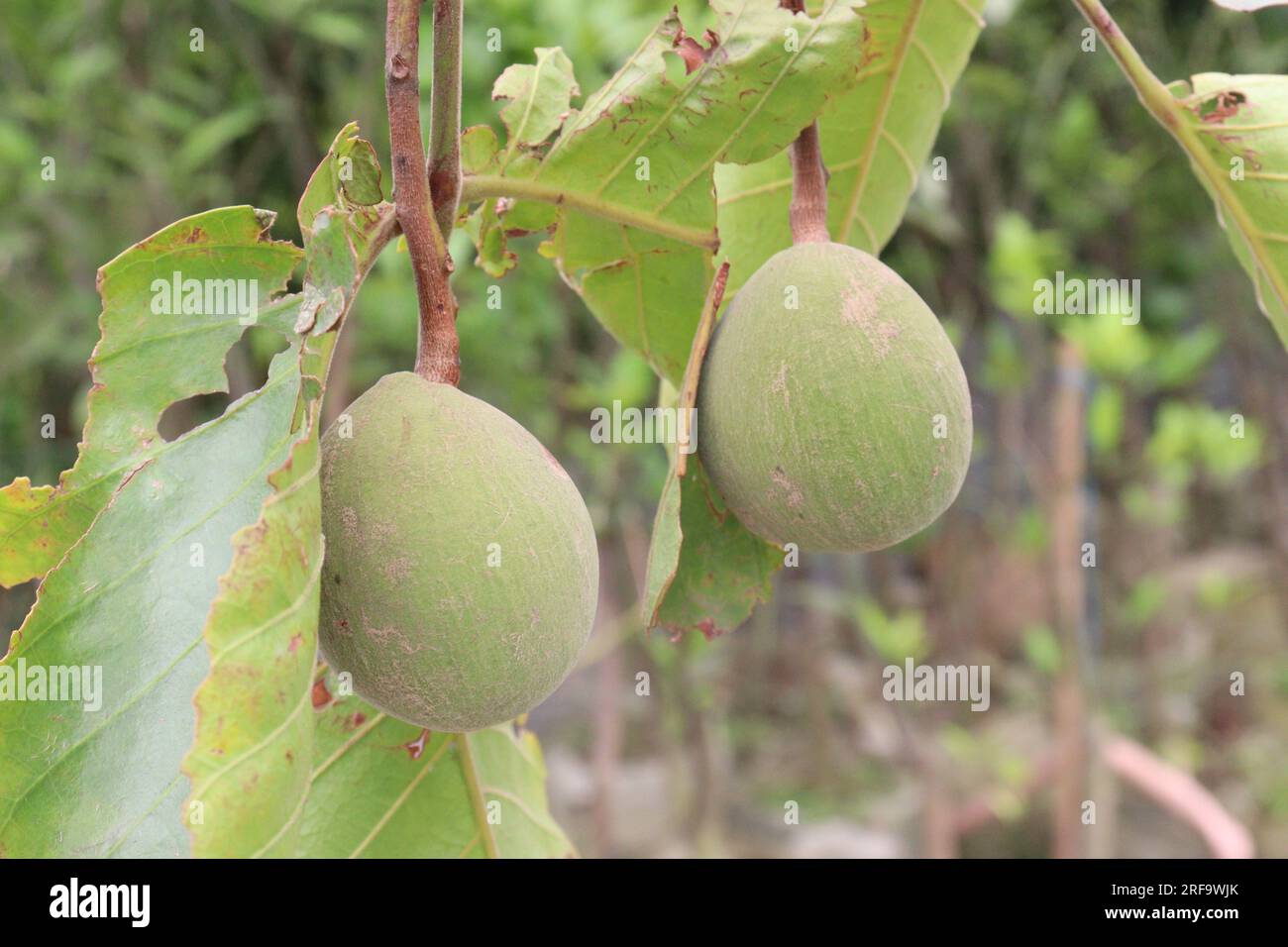 Santol fruit on tree in farm for harvest are cash crops Stock Photo - Alamy