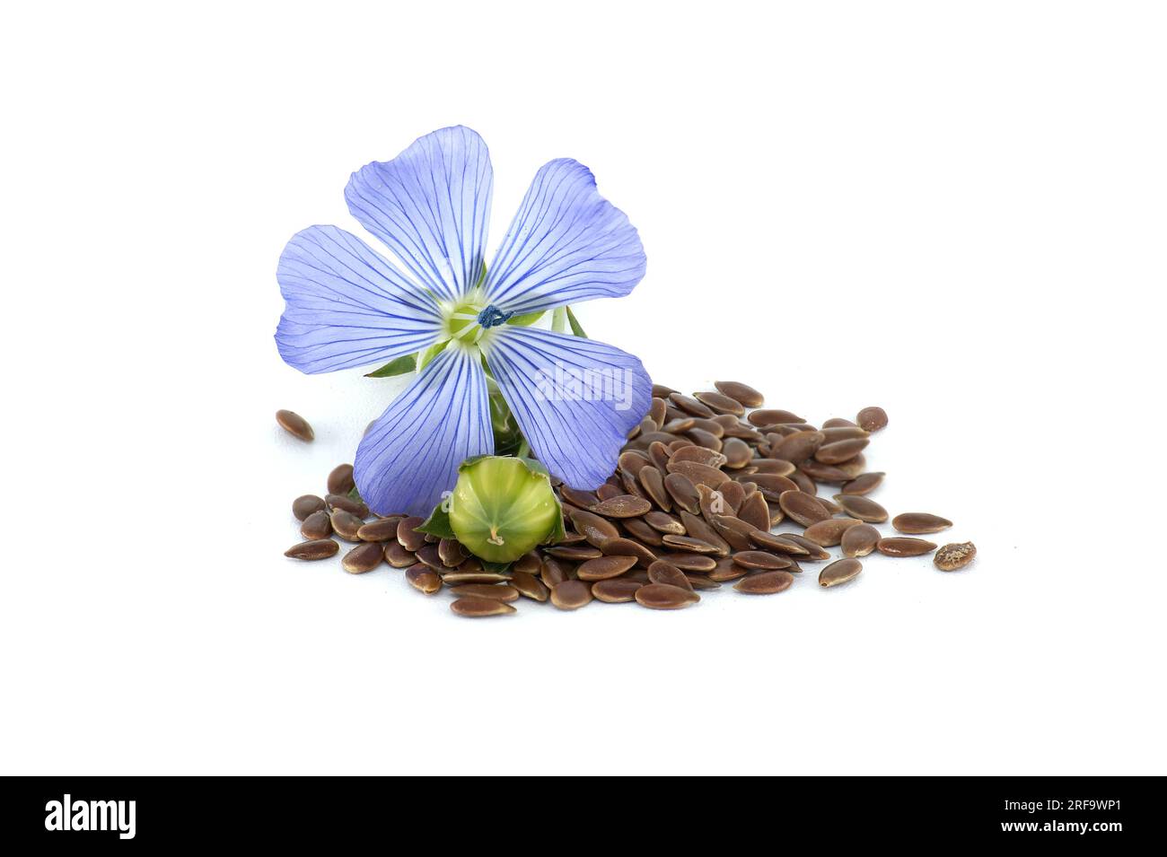 Vibrant blue common flax flower and seeds in close up isolated on white ...