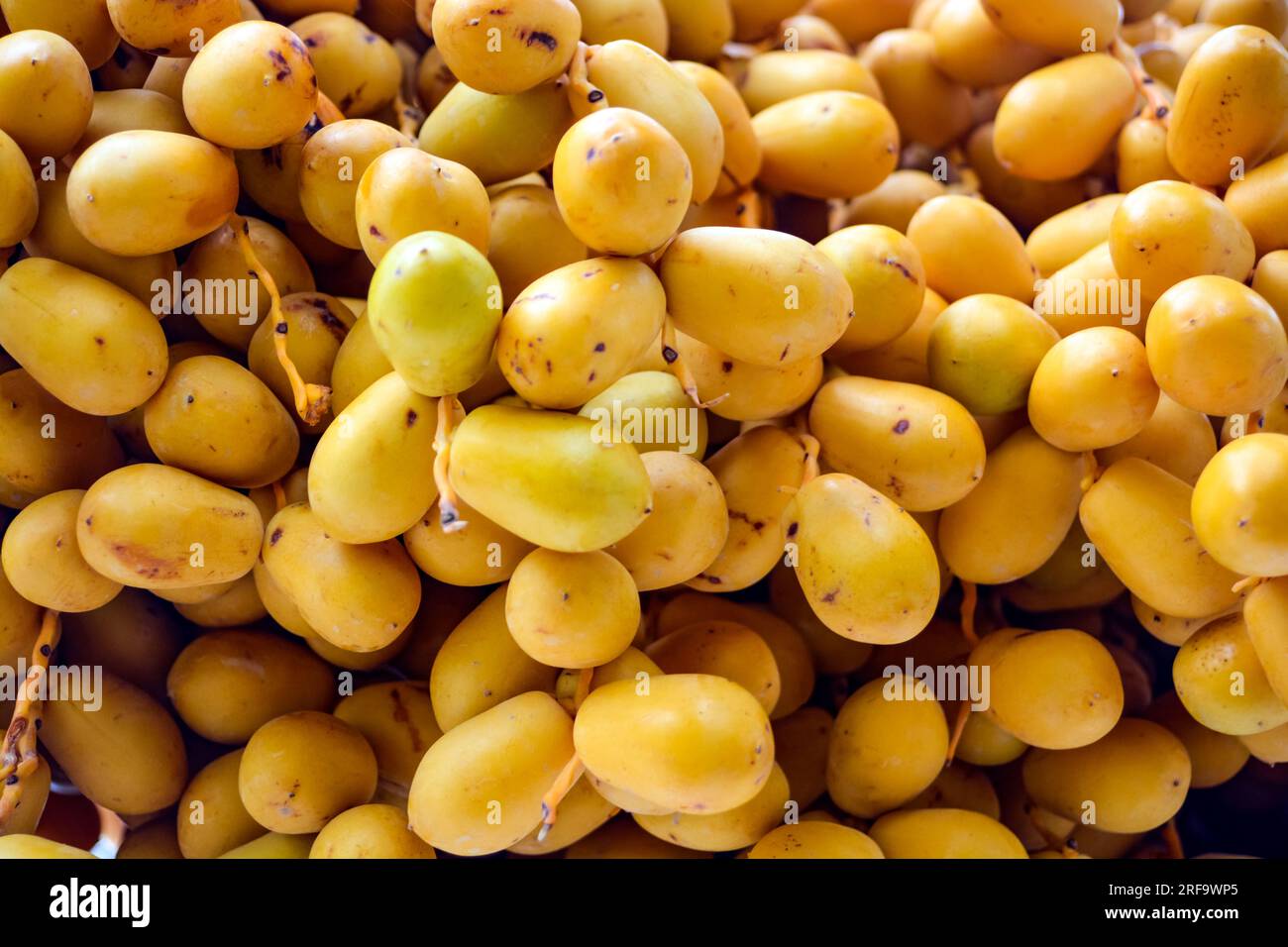 Fresh yellow Arabic dates in the orchard Stock Photo - Alamy