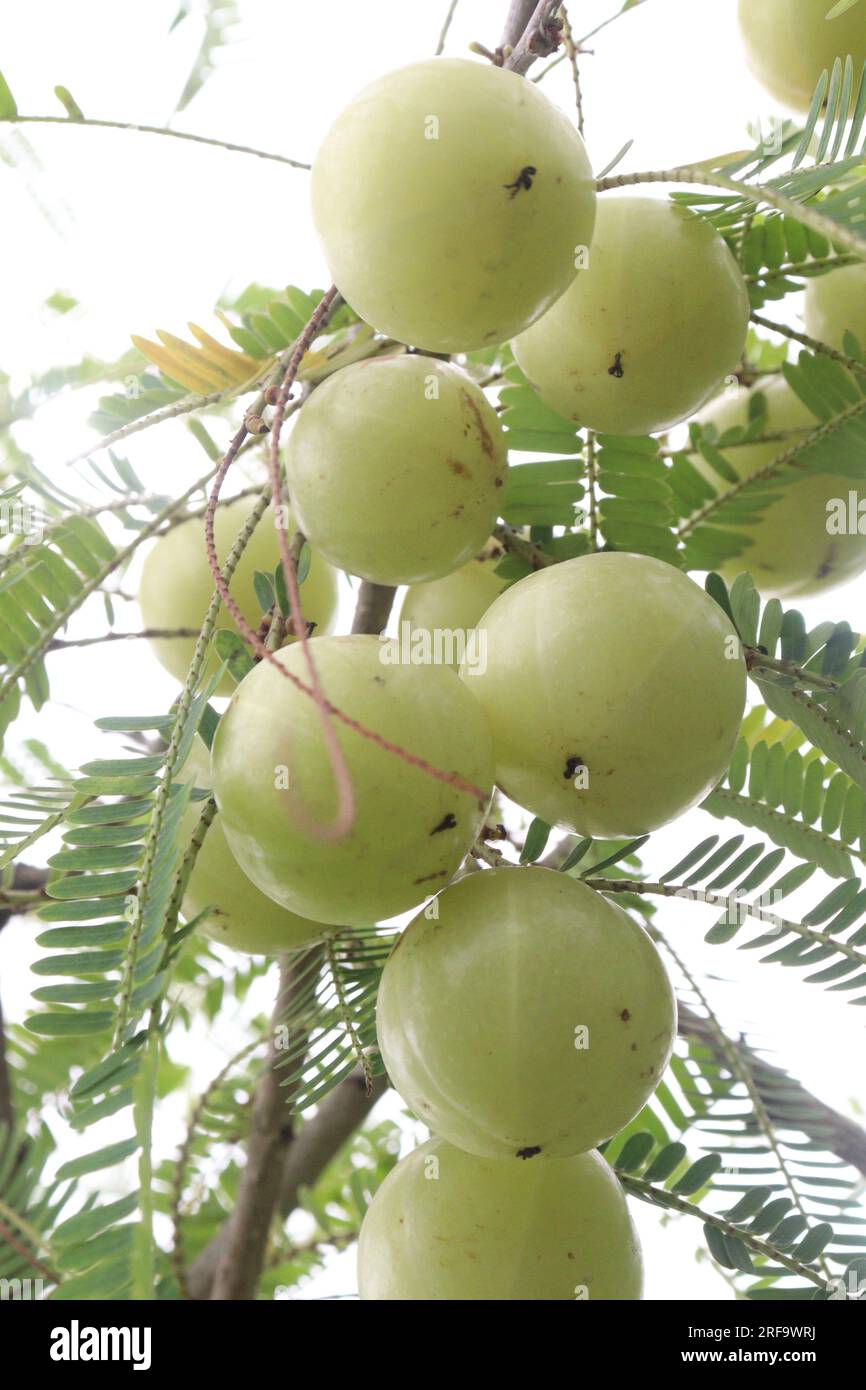 Amla gooseberry hi-res stock photography and images - Alamy
