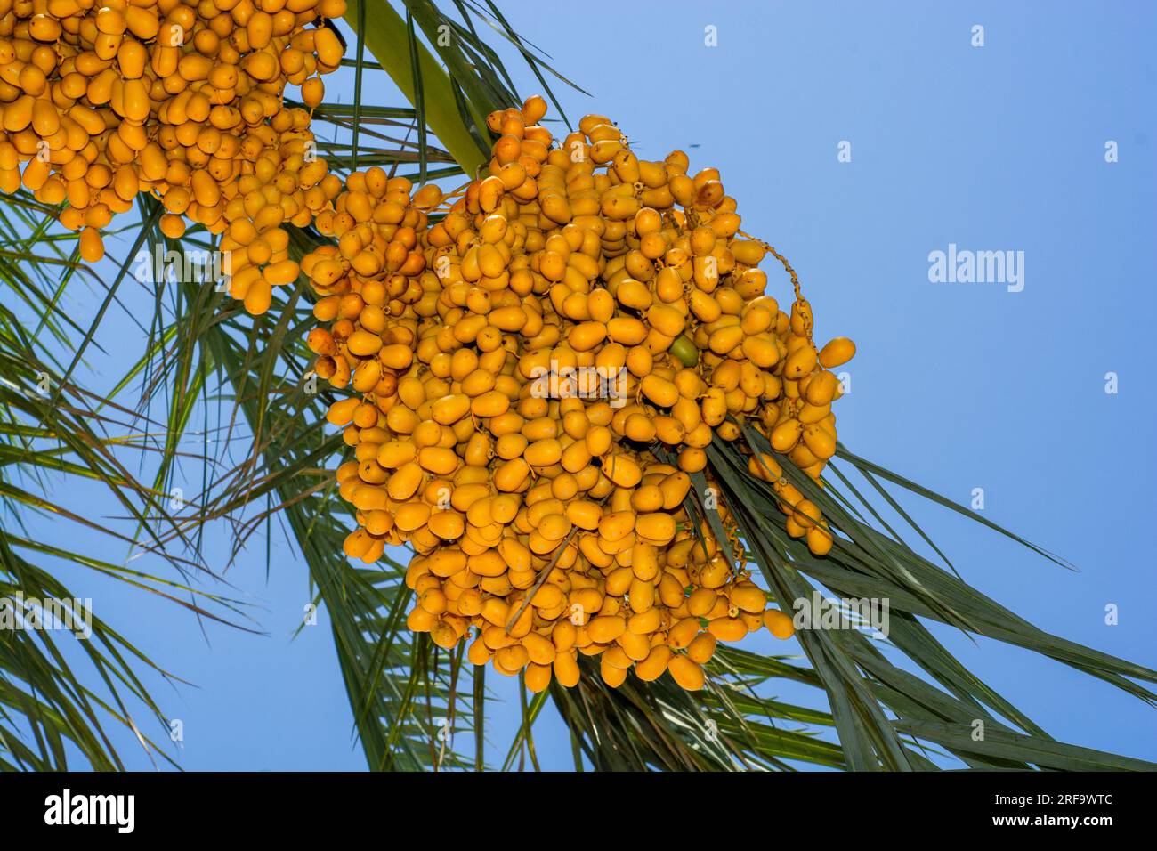 Clusters of yellow dates hang heavily from the palm tree's branches ...
