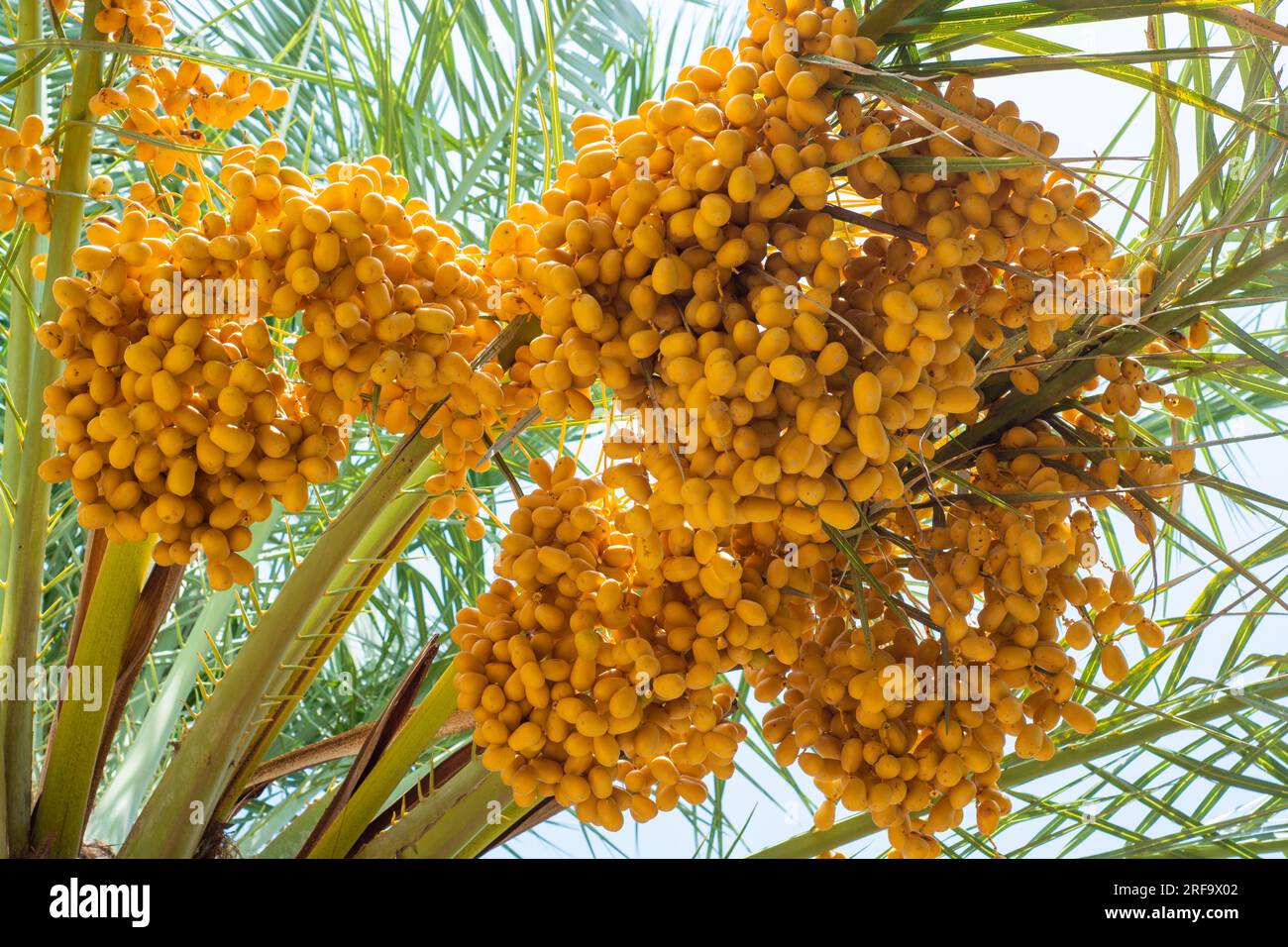 Fresh dates on a tree hi-res stock photography and images - Alamy