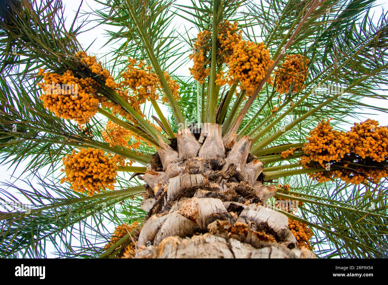 Date fruit bunches hanging on a tree in the Dubai Stock Photo - Alamy