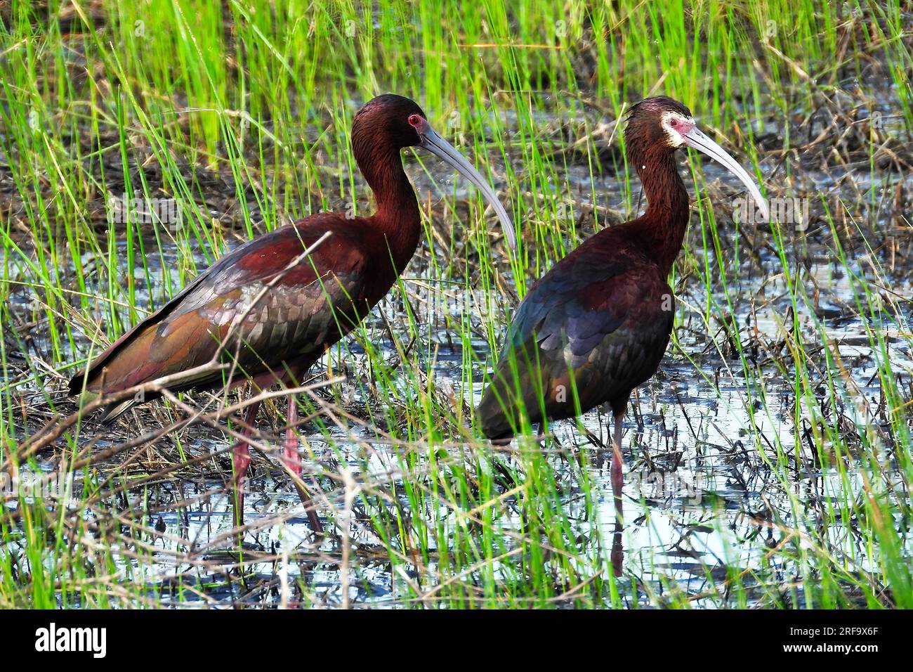 Glossy photographs hi-res stock photography and images - Alamy