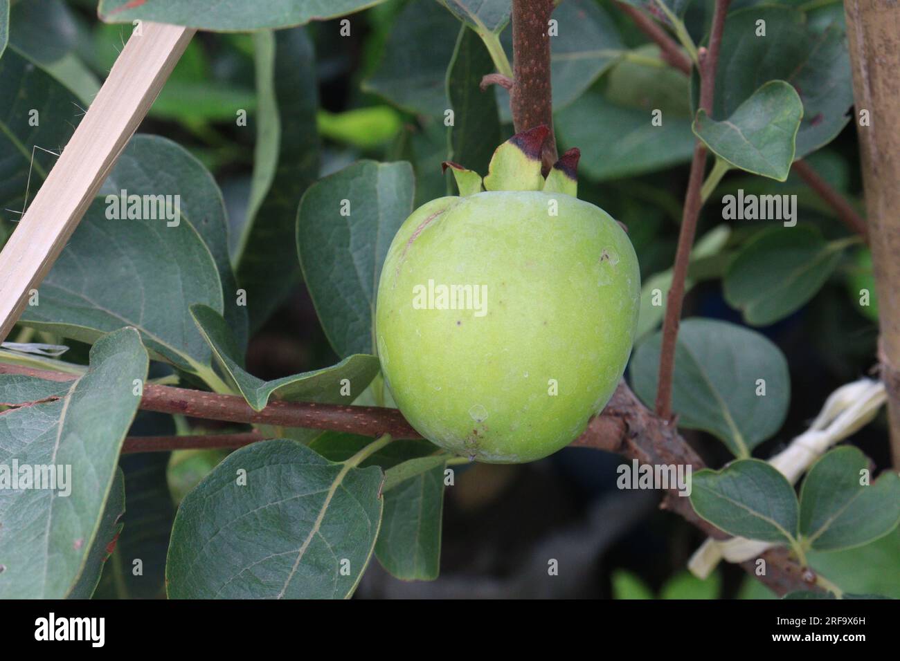 raw persimmon on tree in farm for harvest are cash crops Stock Photo ...