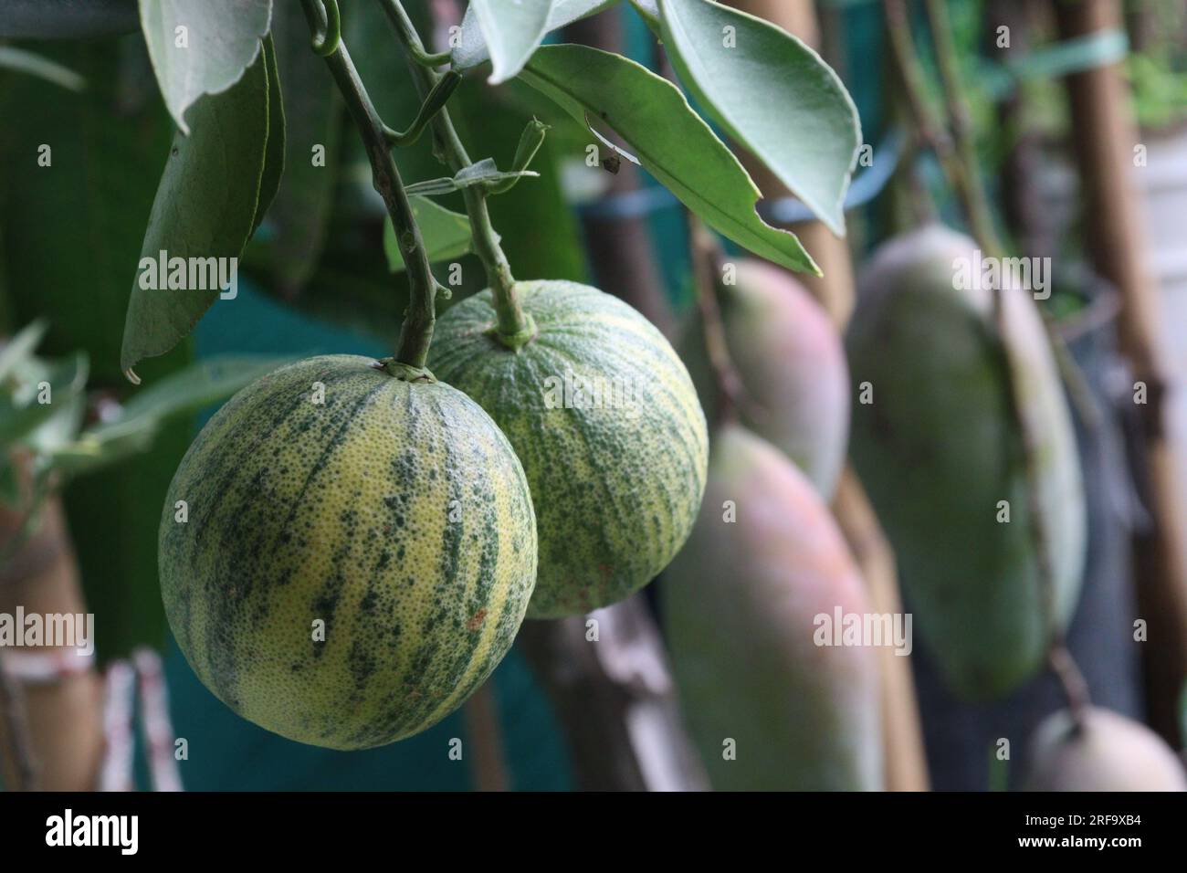 Variegated pink lemon fruit on tree in farm for harvest are cash crops ...