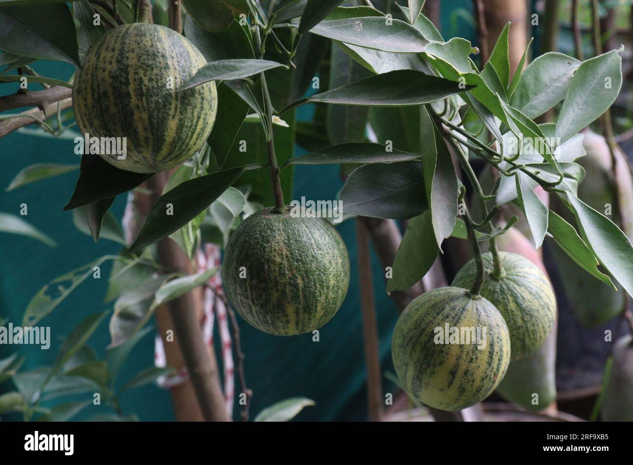 Variegated pink lemon fruit on tree in farm for harvest are cash crops ...