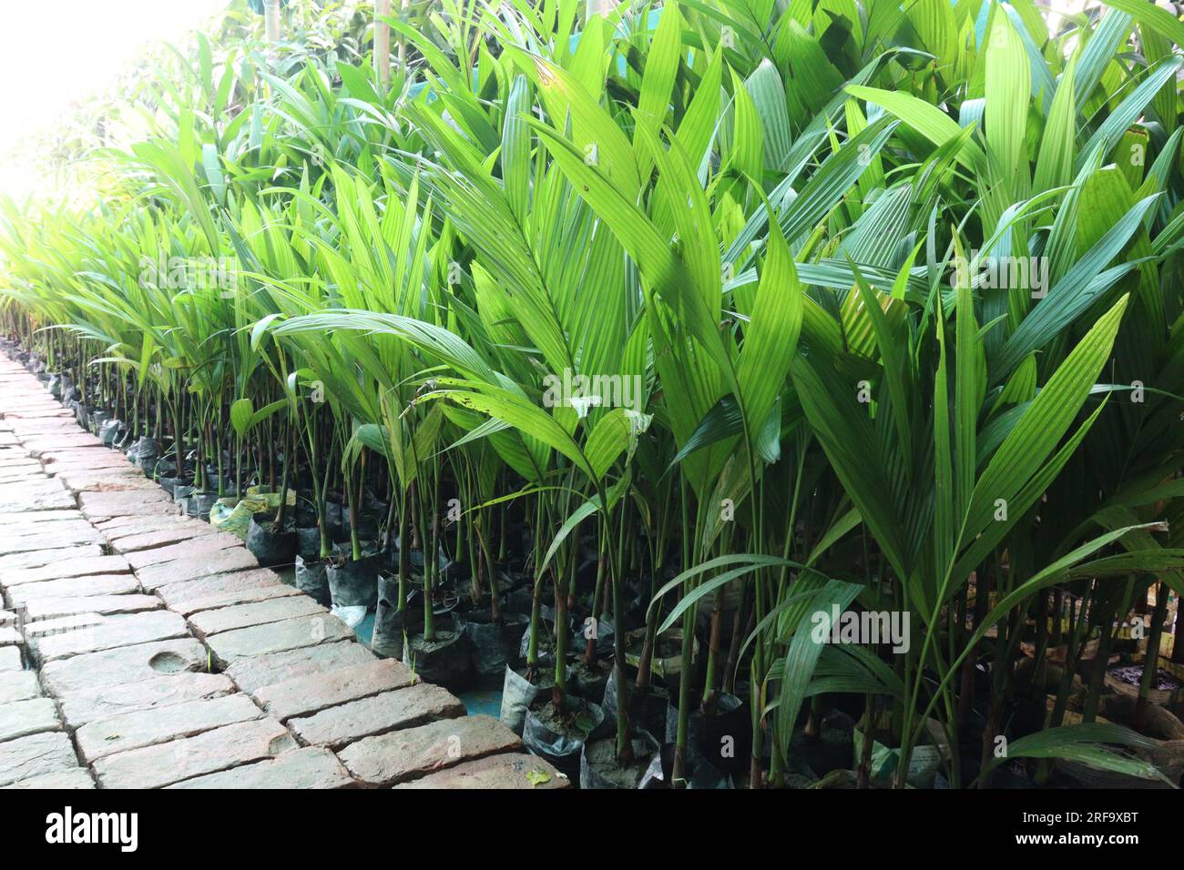 coconut tree on farm for harvest are cash crops Stock Photo - Alamy