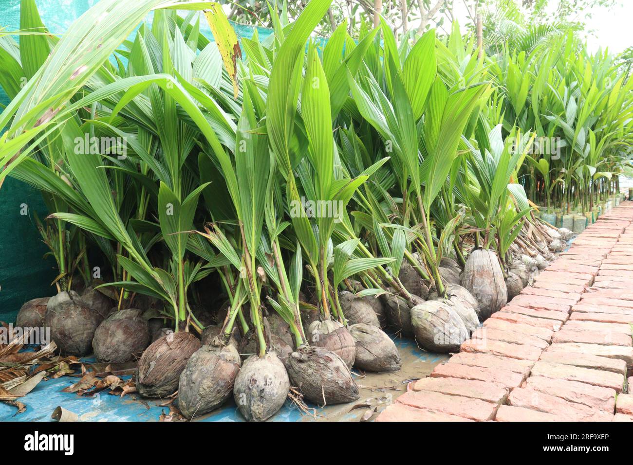 Coconut farming malaysia hi-res stock photography and images - Alamy