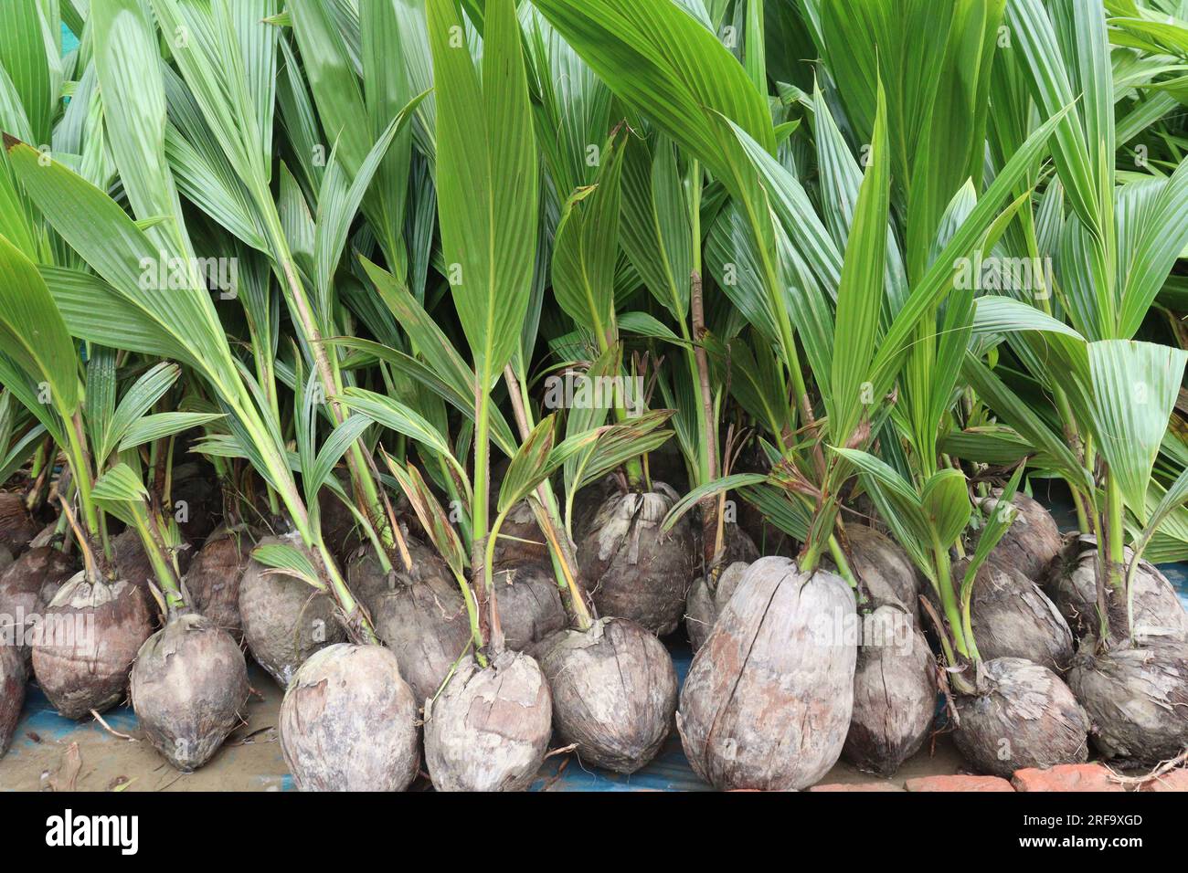 coconut tree on farm for harvest are cash crops Stock Photo - Alamy