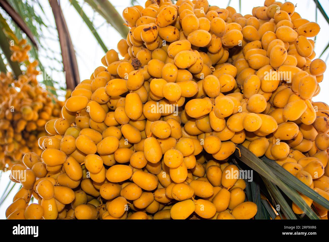 Saudi arabia date hi-res stock photography and images - Alamy