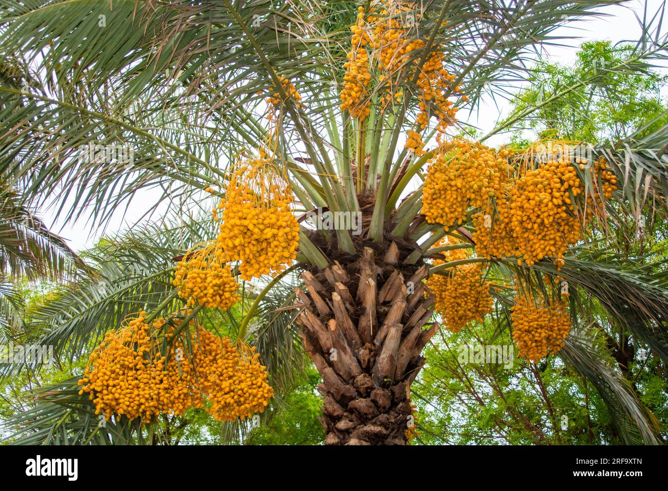 Date fruits bunches on a tree in the Dubai Stock Photo - Alamy