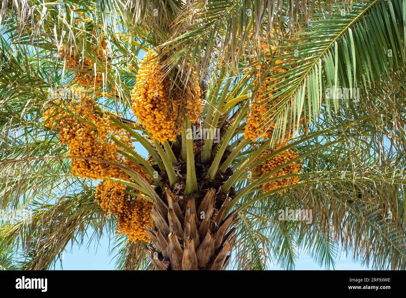 Bunches of date fruits hanging on a date palm tree in the Dubai Stock ...