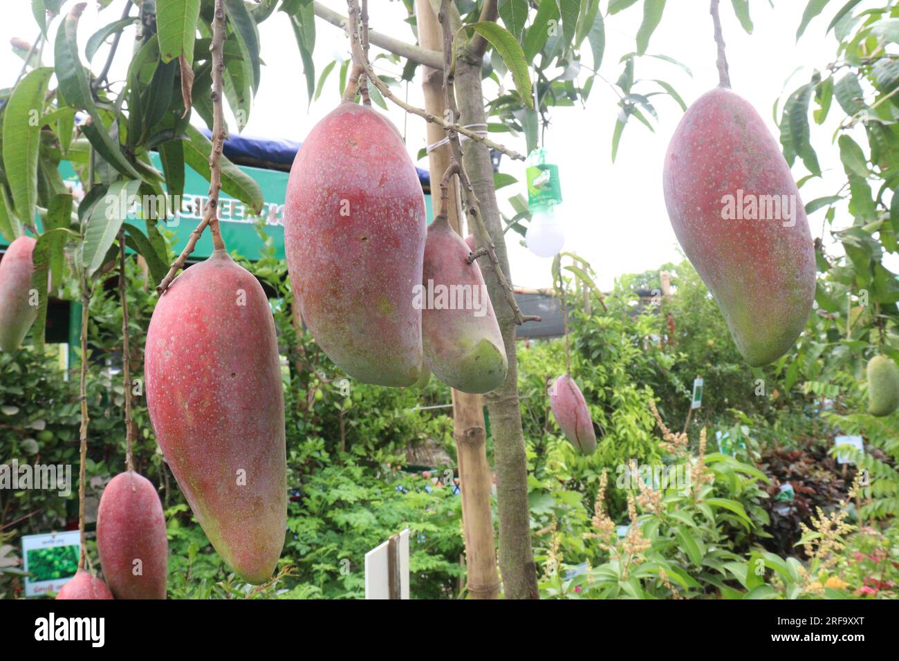 Red ivory mango hi-res stock photography and images - Alamy