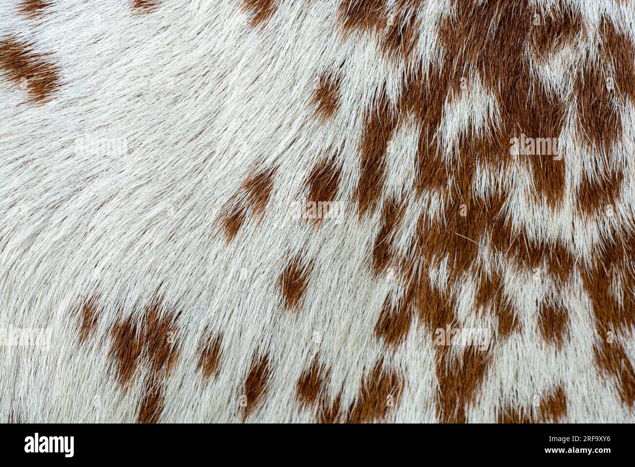 Texture or pattern of cow skin Stock Photo - Alamy
