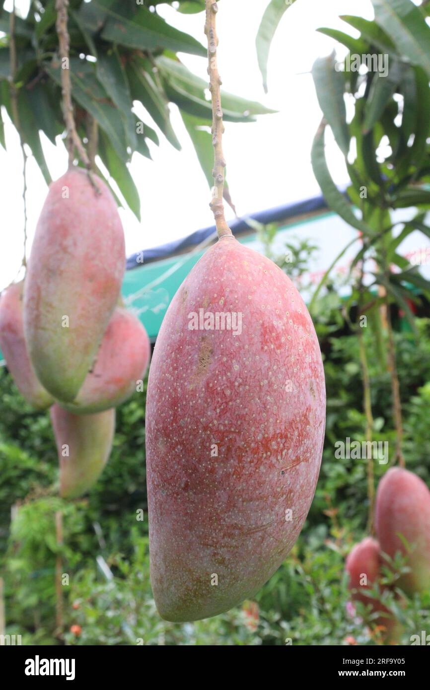 Red ivory mango hi-res stock photography and images - Alamy