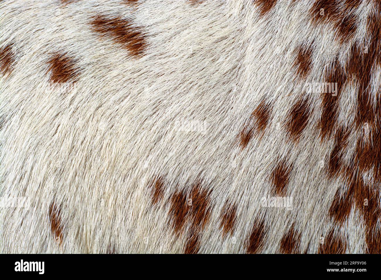 Cow skin pattern hi-res stock photography and images - Alamy