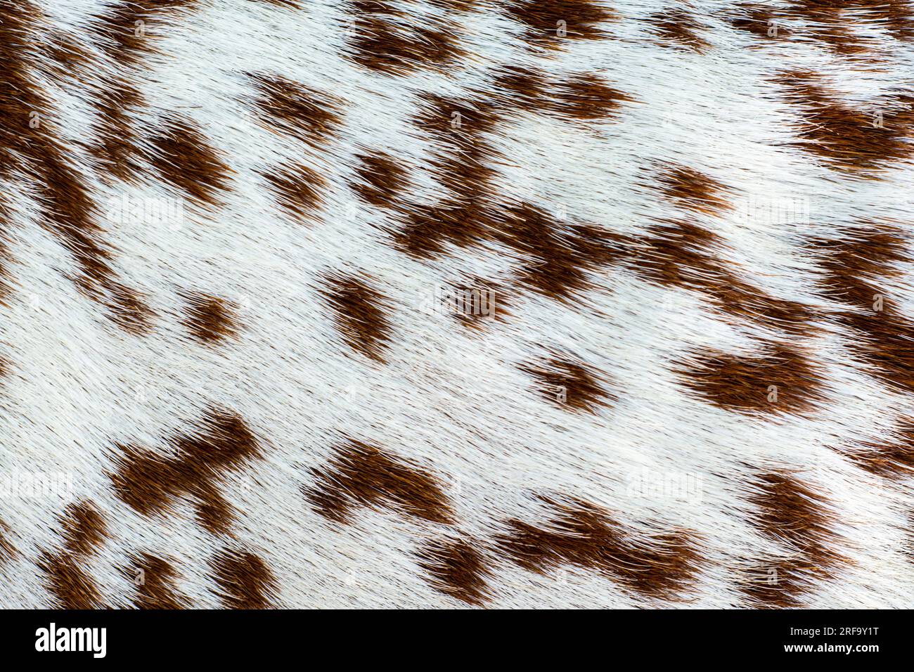 Hairy pattern of a goat skin Stock Photo - Alamy