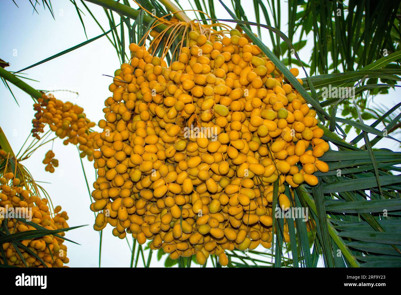 Date fruits bunches on a tree in the desert Stock Photo - Alamy