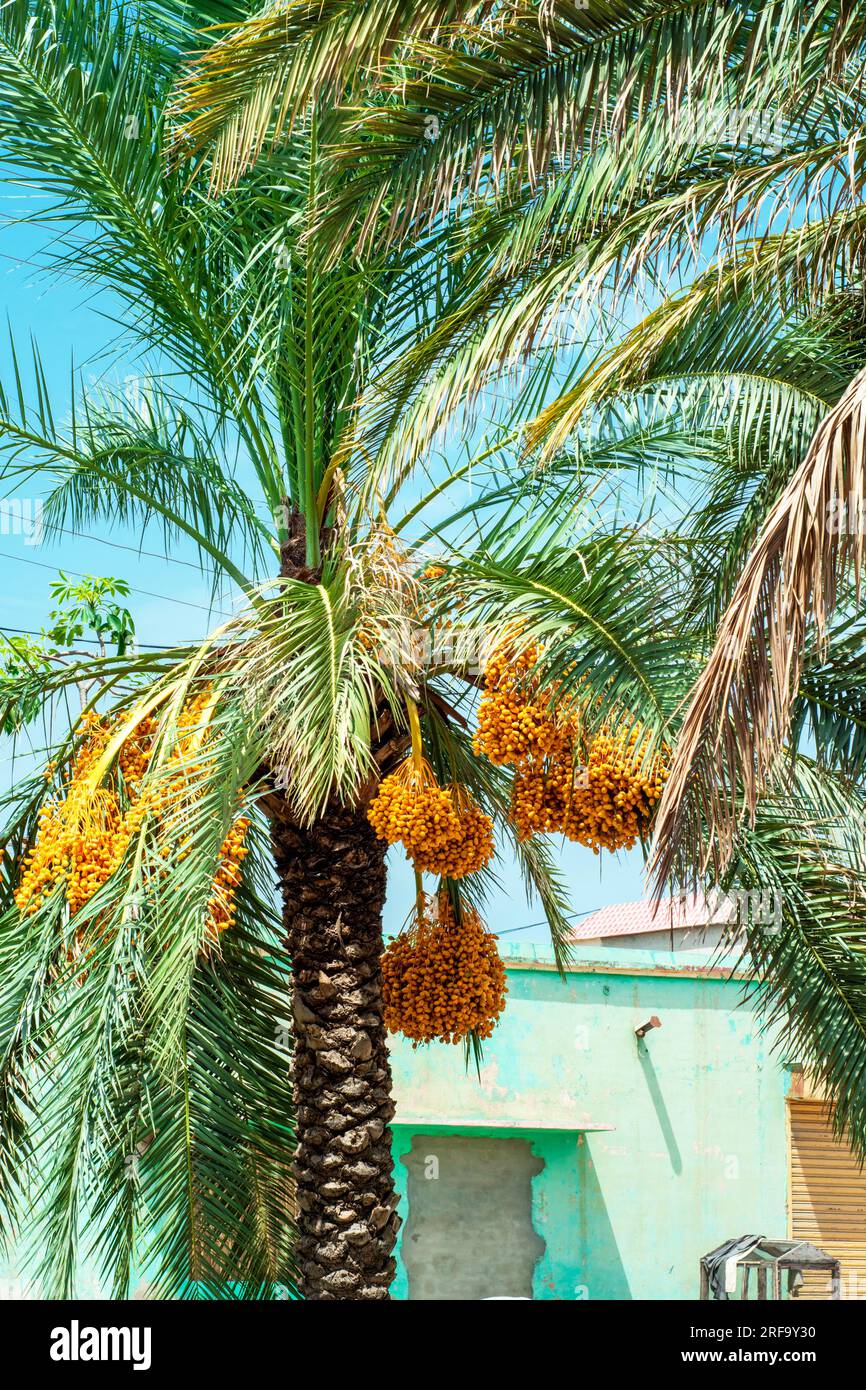 Bunch of date fruits on a tree Stock Photo - Alamy