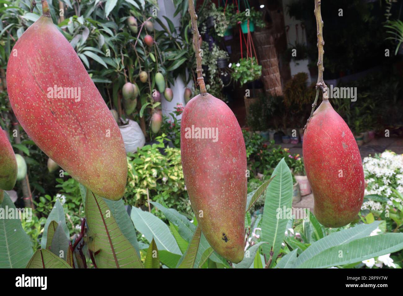 Red ivory mango hi-res stock photography and images - Alamy