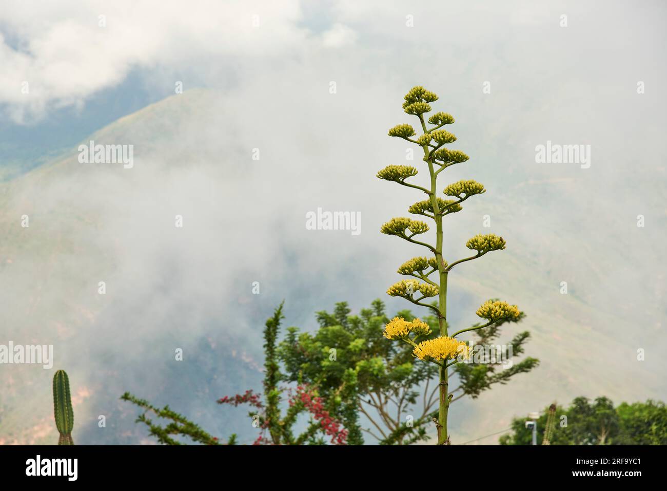 Yellow blossoms, flower of an agave americana, commonly known as the ...