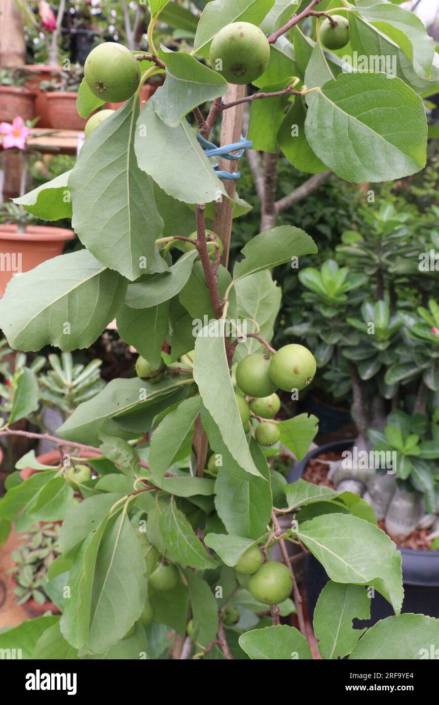 Ziziphus budhensis also called Buddha Chitta beads tree on farm for ...