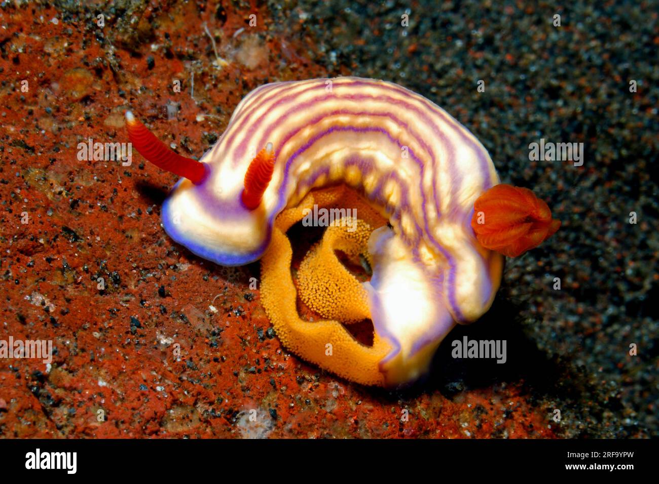 Nudibranch Sea Slug, Hypselodoris whitei, laying an egg ribbon ...